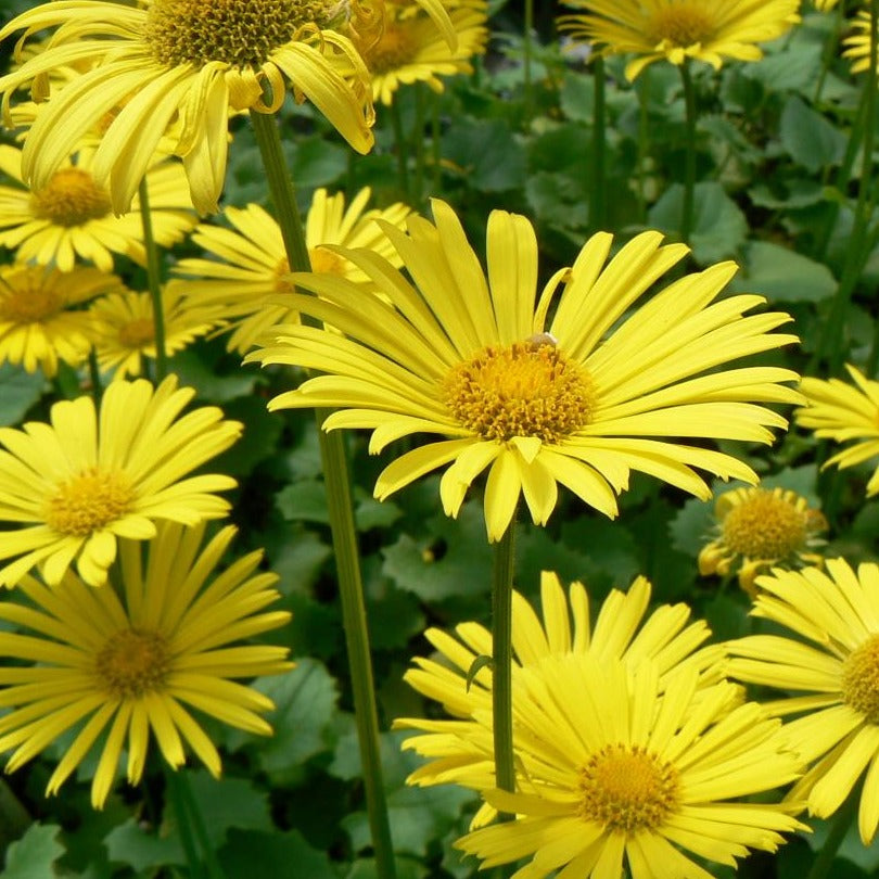 Doronicum Orientale (Leopard's Bane) — Seaway Farms Niagara