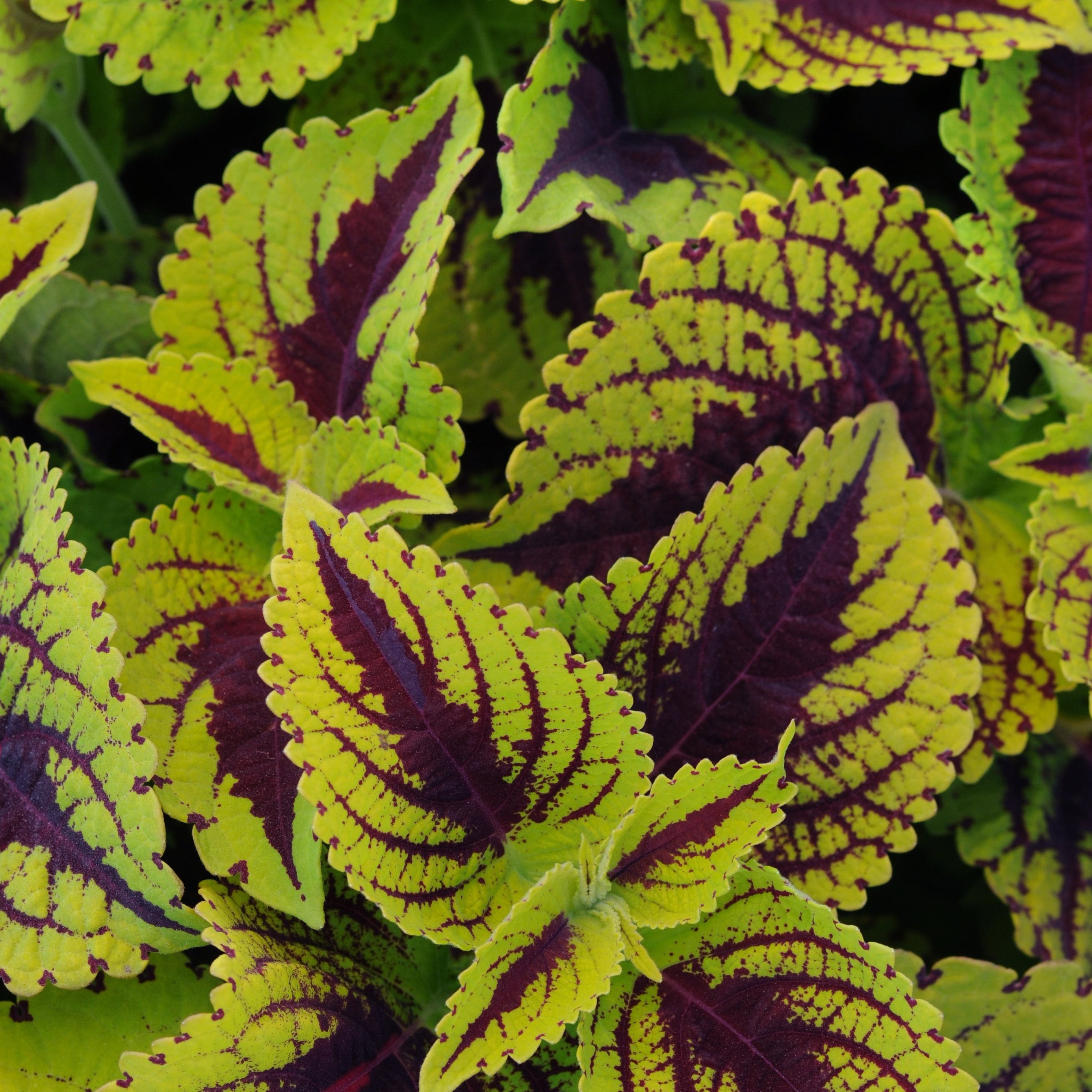 Kong Coleus — Seaway Farms Niagara