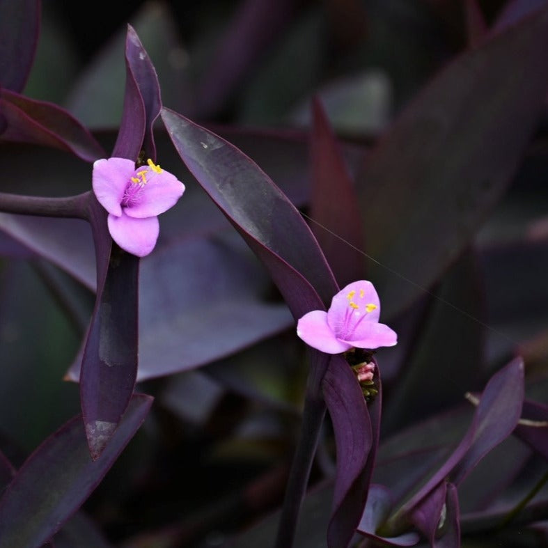 Purple Heart — Seaway Farms Niagara