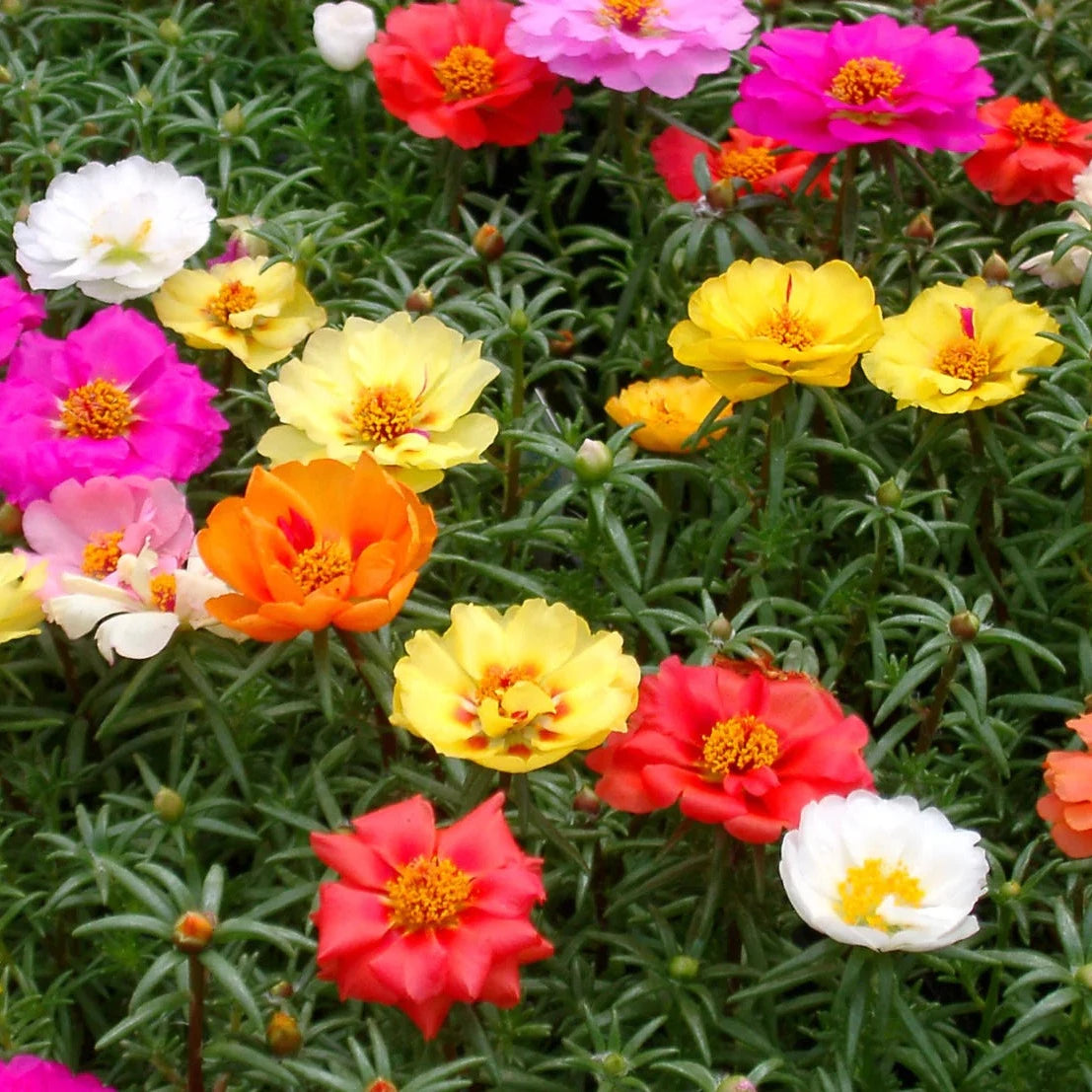 Portulaca 10" Hanging Basket — Seaway Farms Niagara
